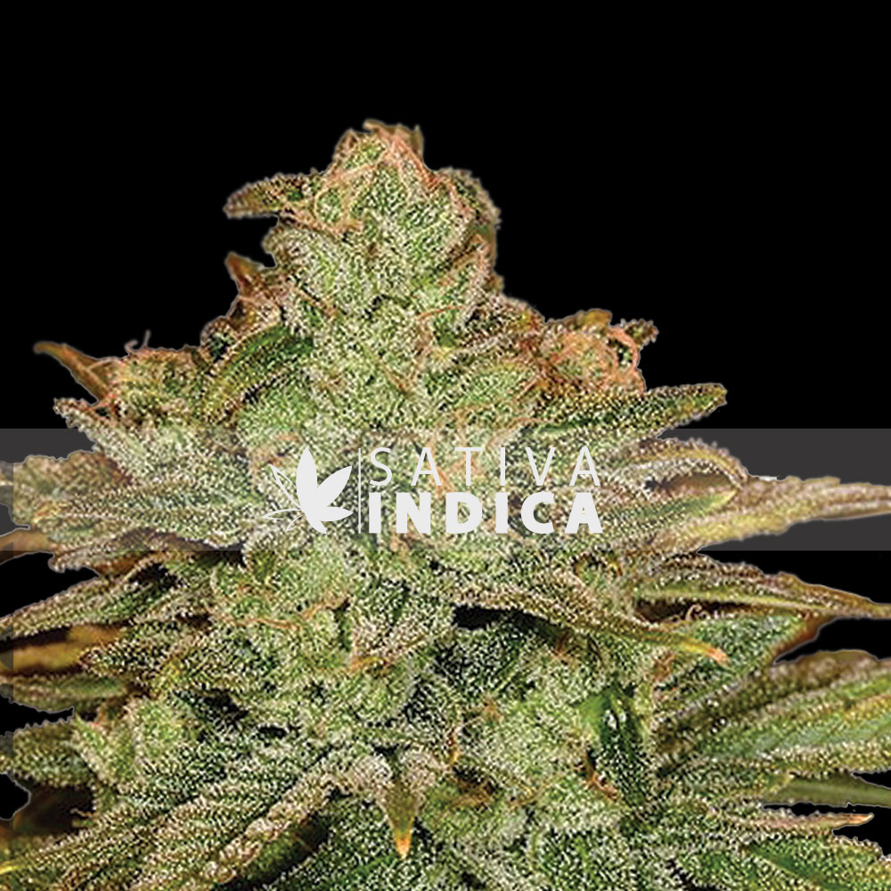 Blue Cheese Feminized Cannabis Seeds
