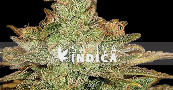 Blue Cheese Feminized Cannabis Seeds